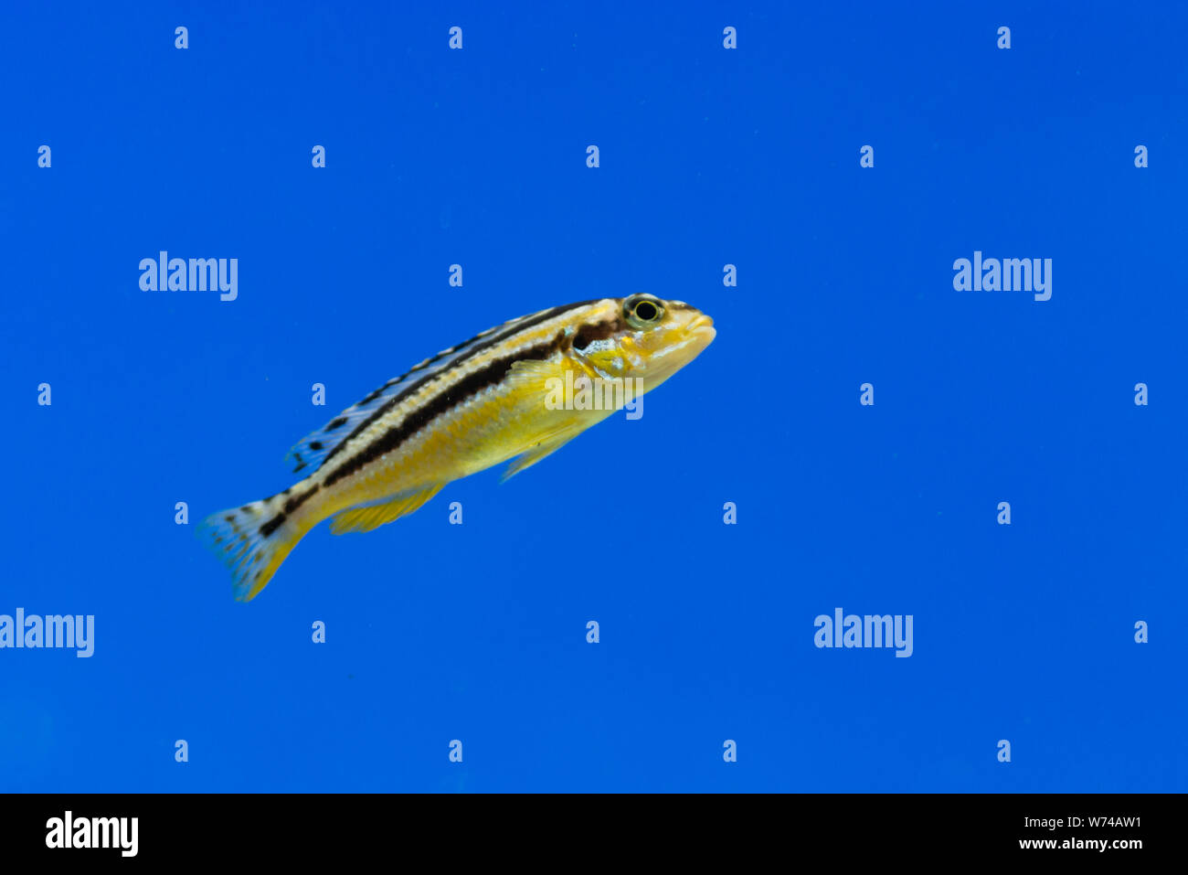 Golden mbuna Banque de photographies et d’images à haute résolution - Alamy