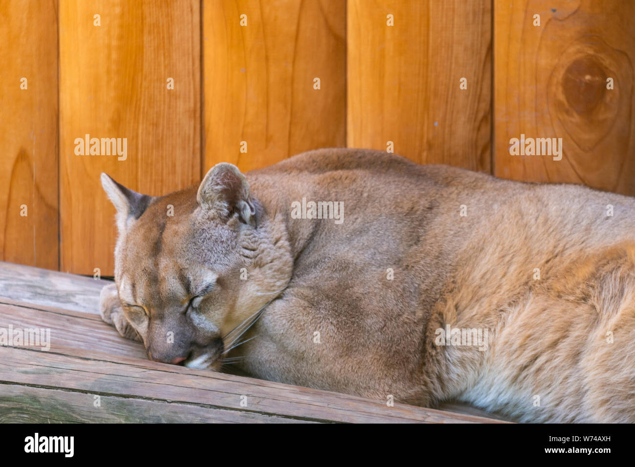 Puma canadien Banque de photographies et d’images à haute résolution ...