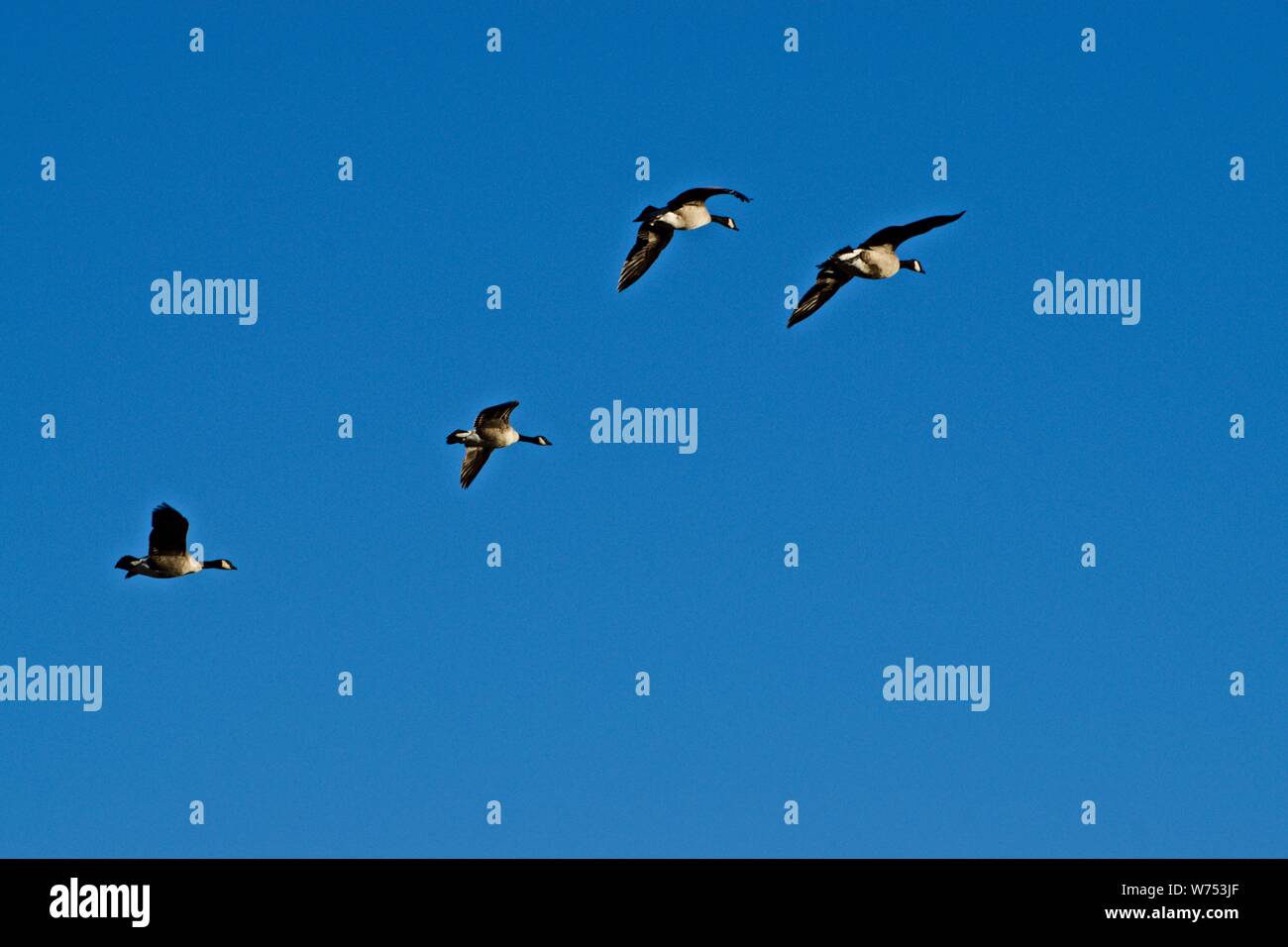 Bernaches du canada en migration Banque de photographies et d’images à ...