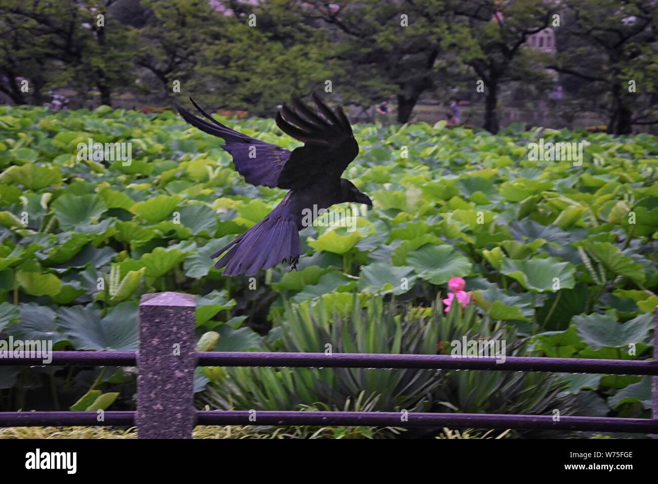 Grand corbeau (Corvus corax) commune d'oiseaux, Close-up d'un beau noir sauvage de voler en vol ...