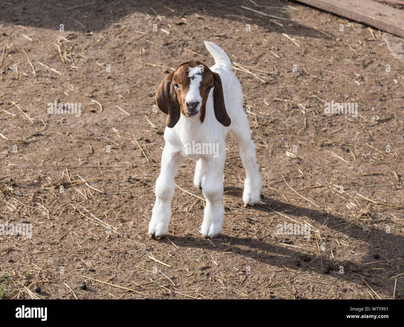 Description physique de la ferme Banque de photographies et d’images à ...