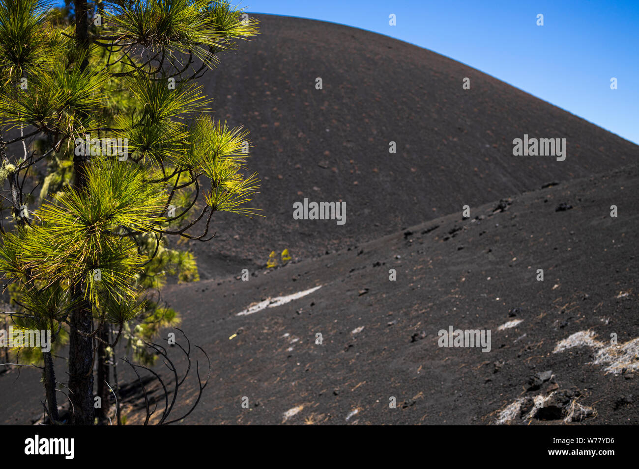 Paysage De Volcan Avec Pins Canaries Pinus Canariensis Banque d'image ...