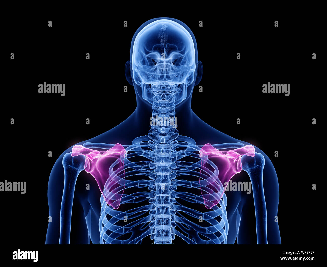 Acromion of the scapula Banque de photographies et d’images à haute ...