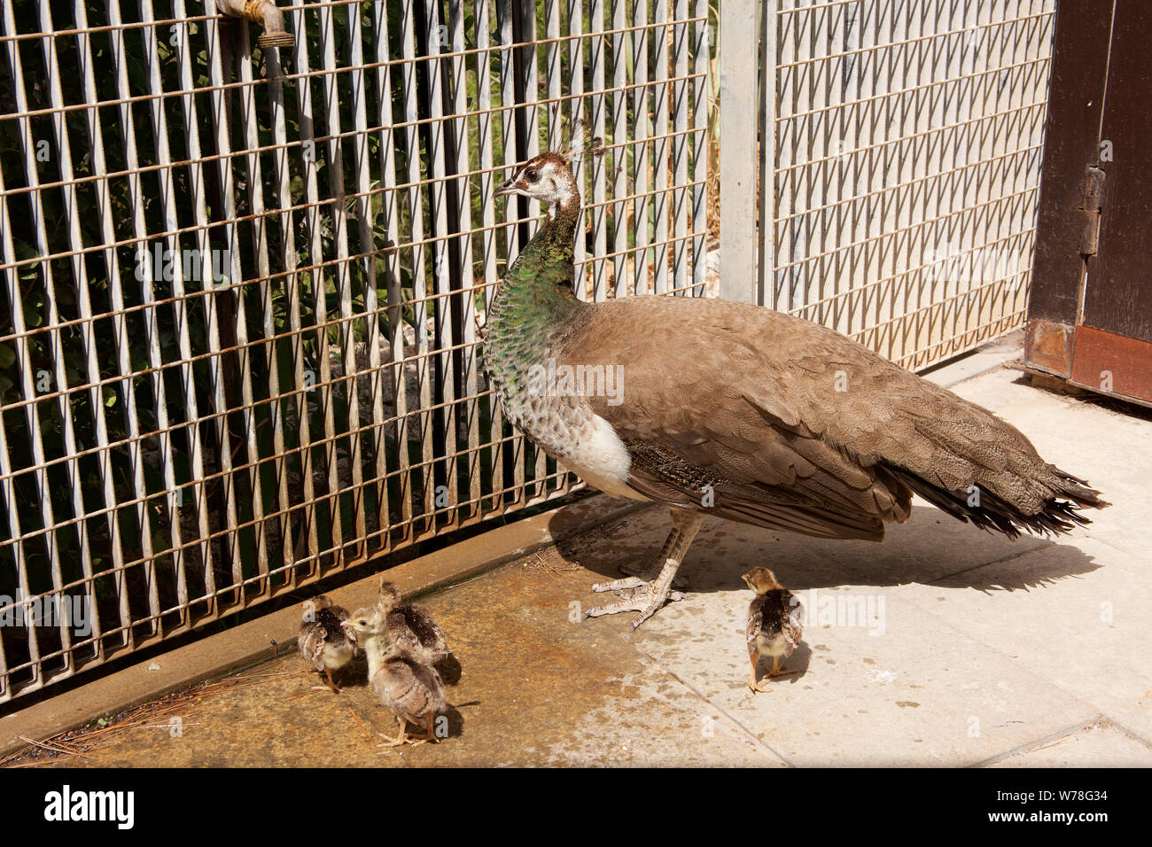 Bébé paon Banque de photographies et d’images à haute résolution - Alamy