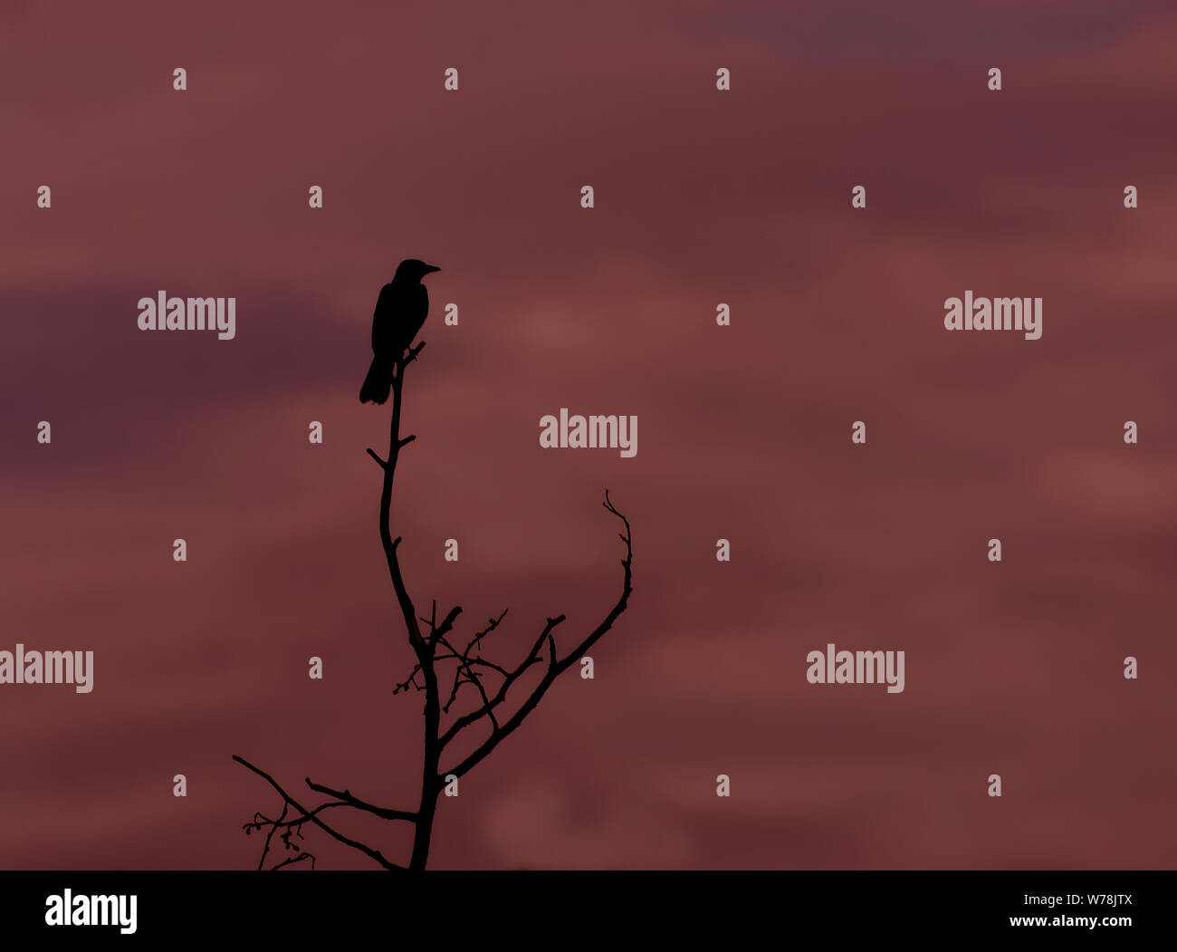 Ciel d'oiseaux Banque de photographies et d’images à haute résolution ...