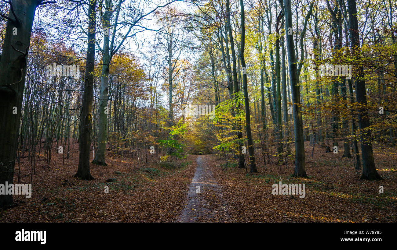 Chemin en forêt Banque de photographies et d’images à haute résolution ...