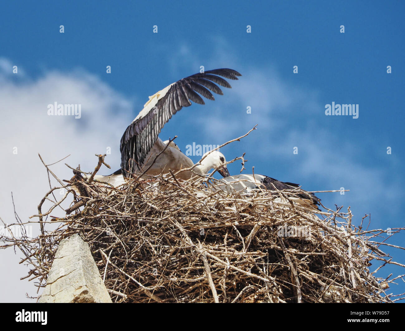 Ciguena comun Banque de photographies et d’images à haute résolution ...