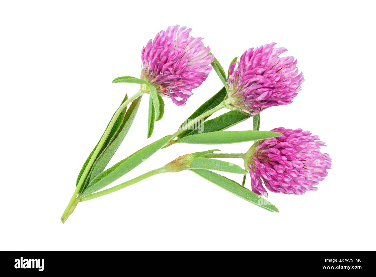Fleur de trèfle trèfle ou herbes médicinales isolé sur fond blanc. Vue ...