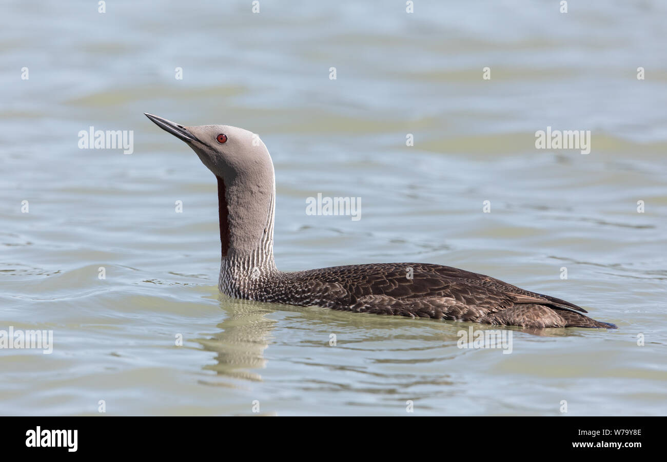 Fish hunters Banque de photographies et d’images à haute résolution - Alamy
