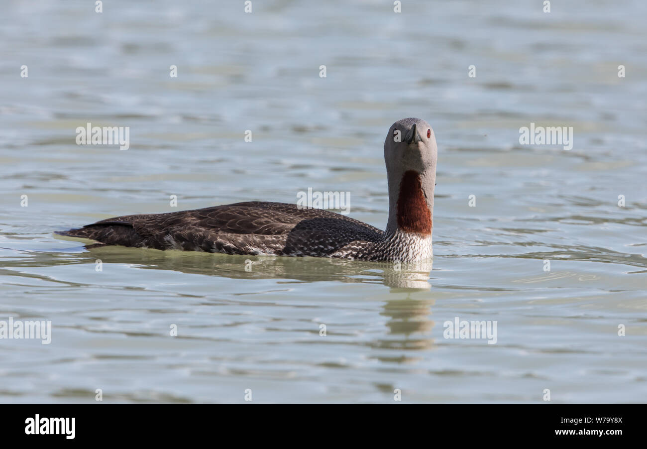 Billet de huard Banque de photographies et d’images à haute résolution ...