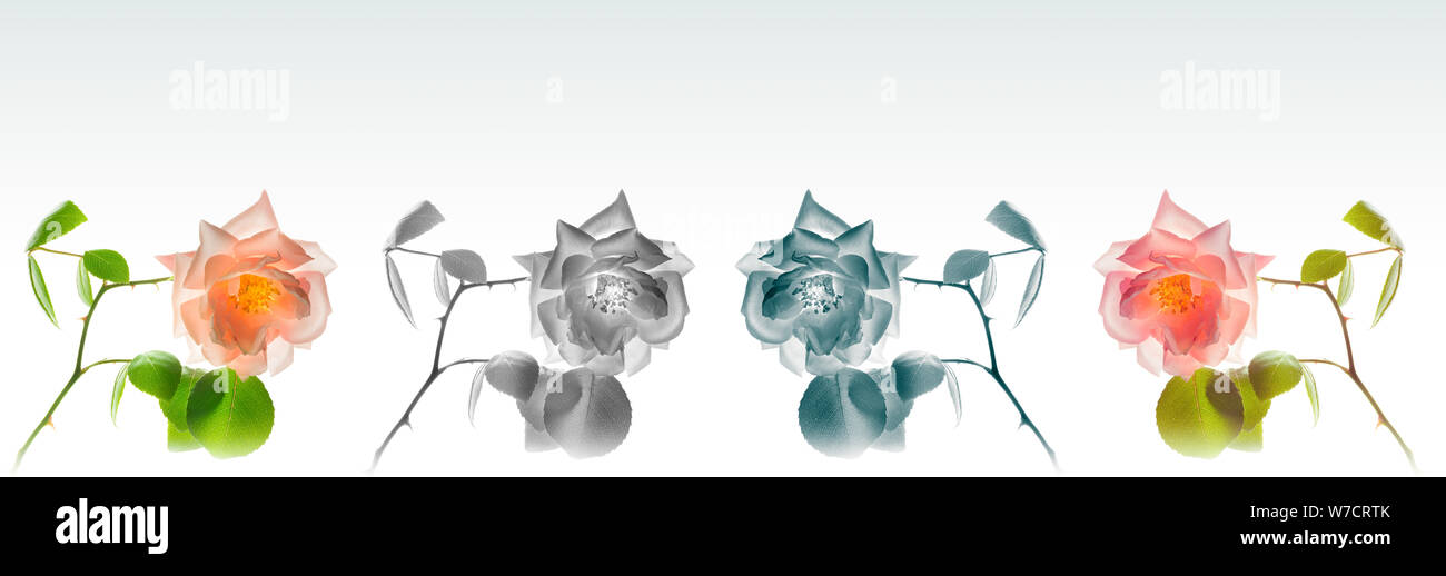 Image de fleurs haute résolution Banque de photographies et d’images à ...