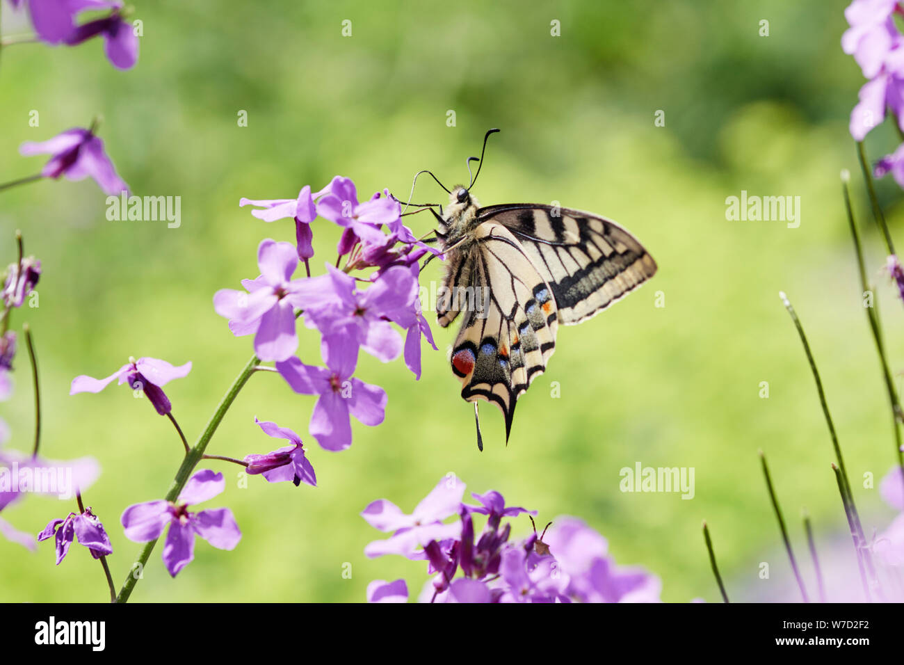 Papilio machaon britannicus Banque de photographies et d’images à haute ...