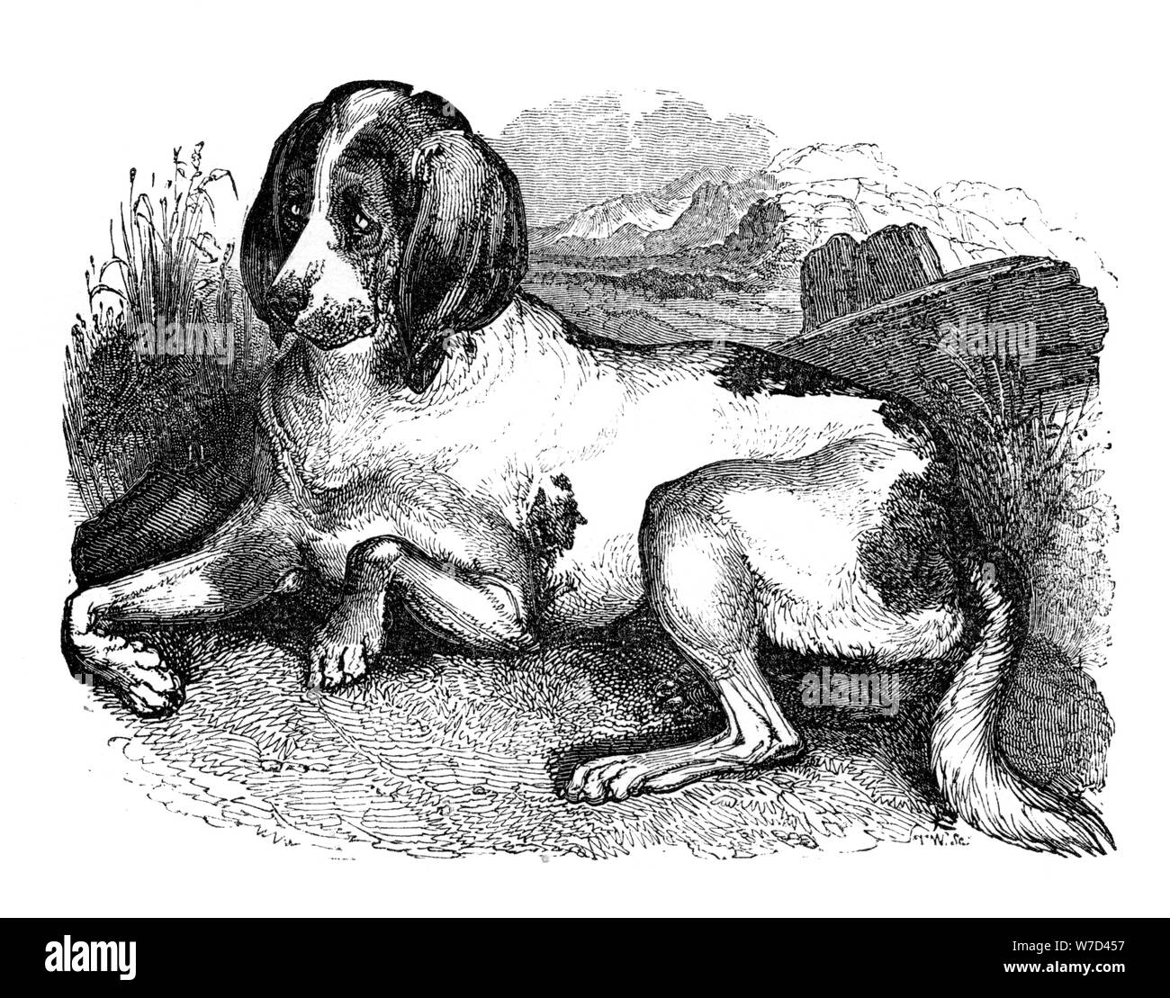 James cowles prichard Banque de photographies et d’images à haute ...