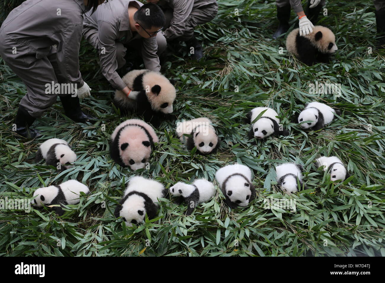 Panda chinois keeper afficher grand panda oursons nés en 2017 au cours ...