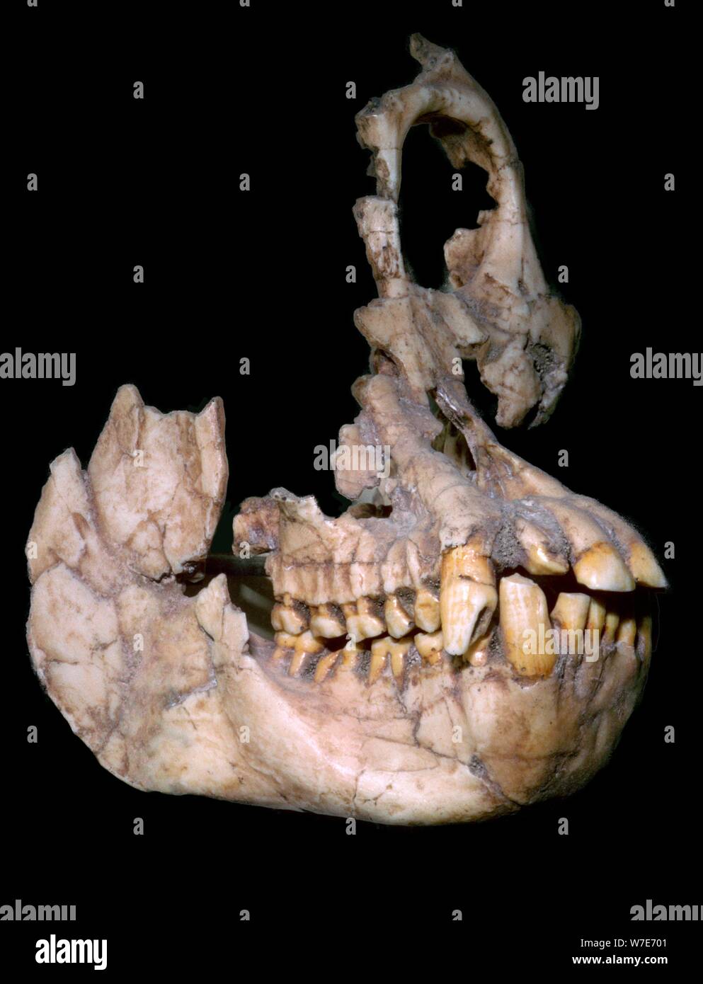 Sivapithecus sivalensis Banque de photographies et d’images à haute ...