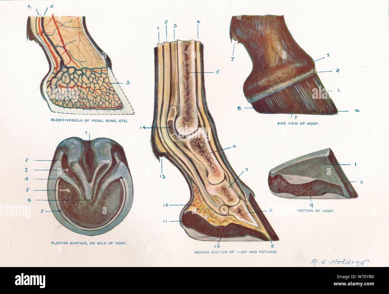 Anatomie d'un cheval Banque de photographies et d’images à haute ...