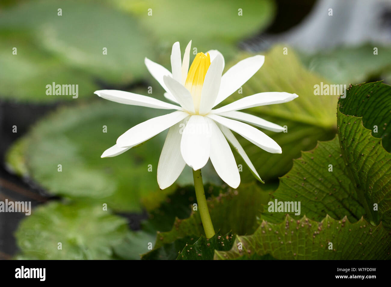 Egyptian white water lily Banque de photographies et d’images à haute ...