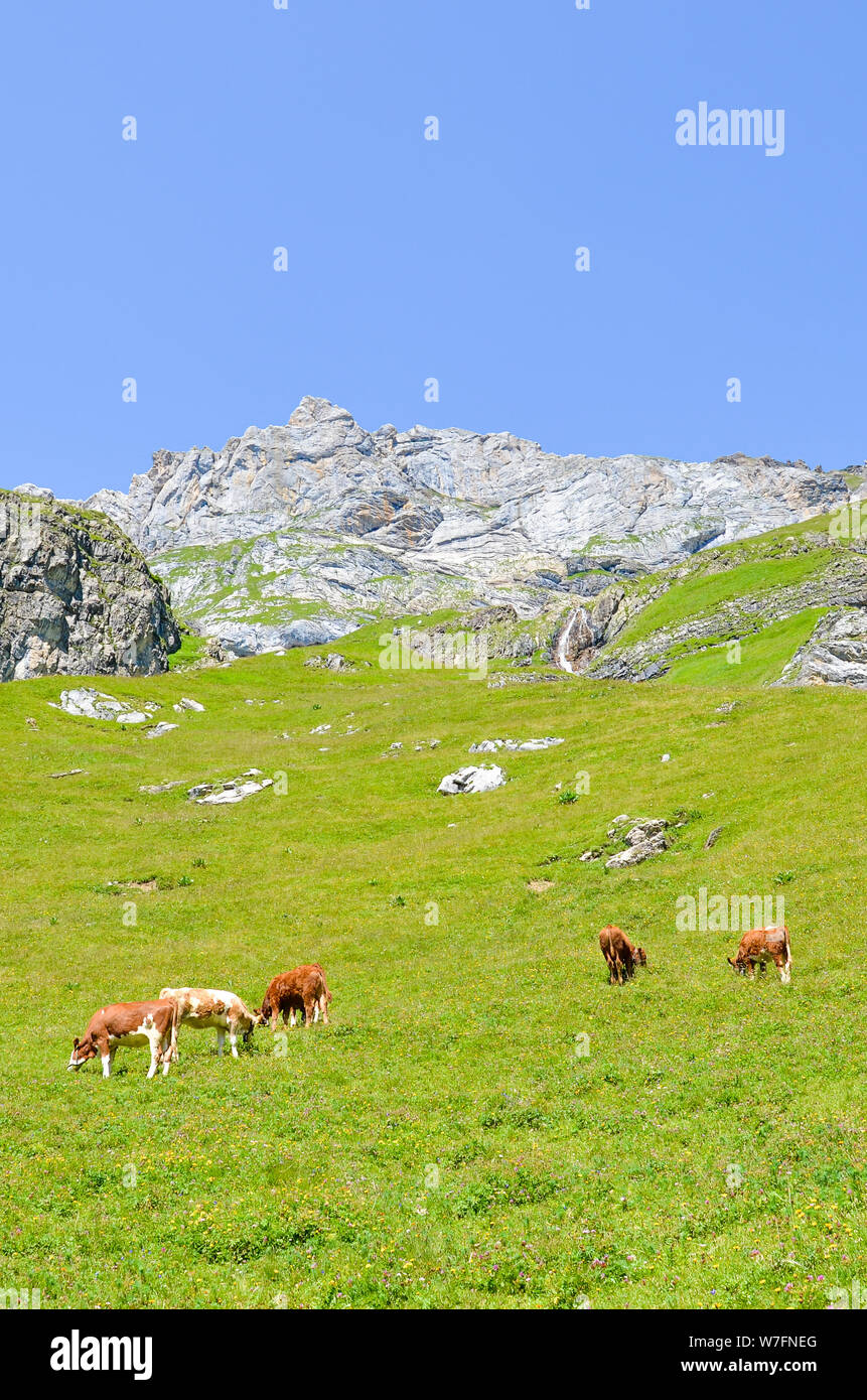 La capture photo verticale troupeau de vaches au pâturage dans les ...