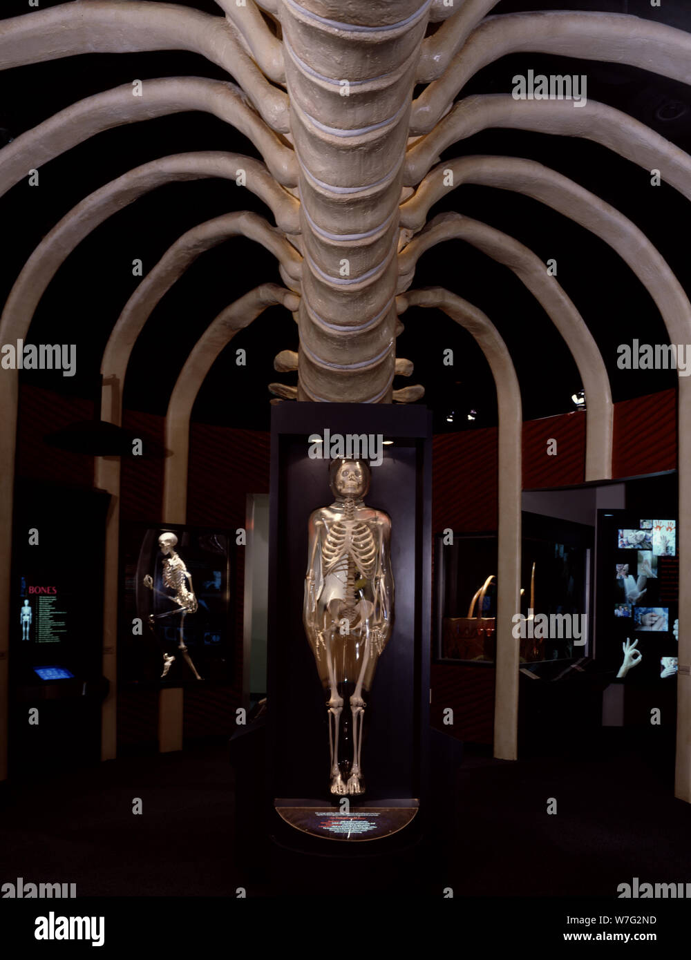 Corps magnifique pavillon au Musée de la science médicale et de la ...