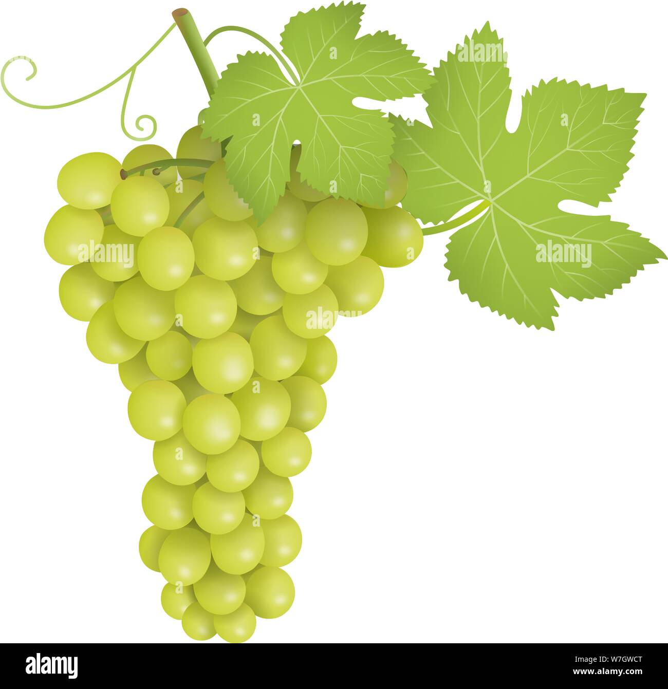 Grappe de fruits Banque d'images vectorielles - Alamy