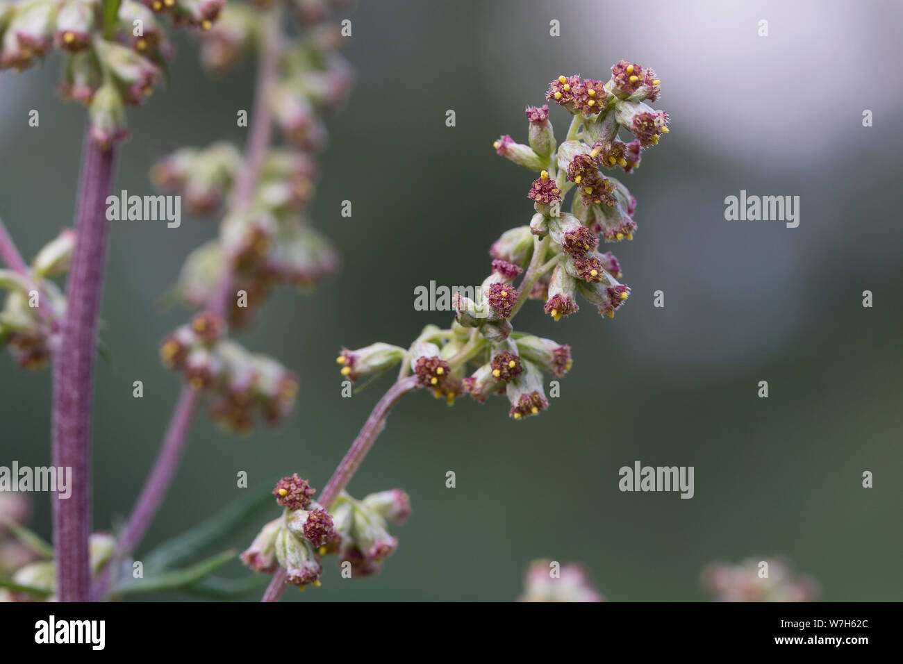 Beifuß Beifuß, Gewöhnlicher, Beifuss Blüten Blüte,,, blühend, Artemisia ...