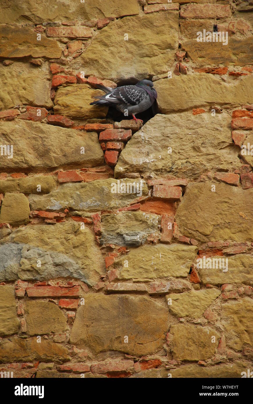 Pigeon assis dans un trou Banque de photographies et d’images à haute ...