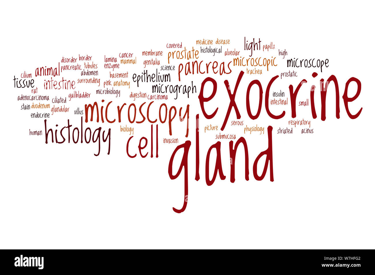 Glande exocrine et endocrine Banque de photographies et d’images à ...