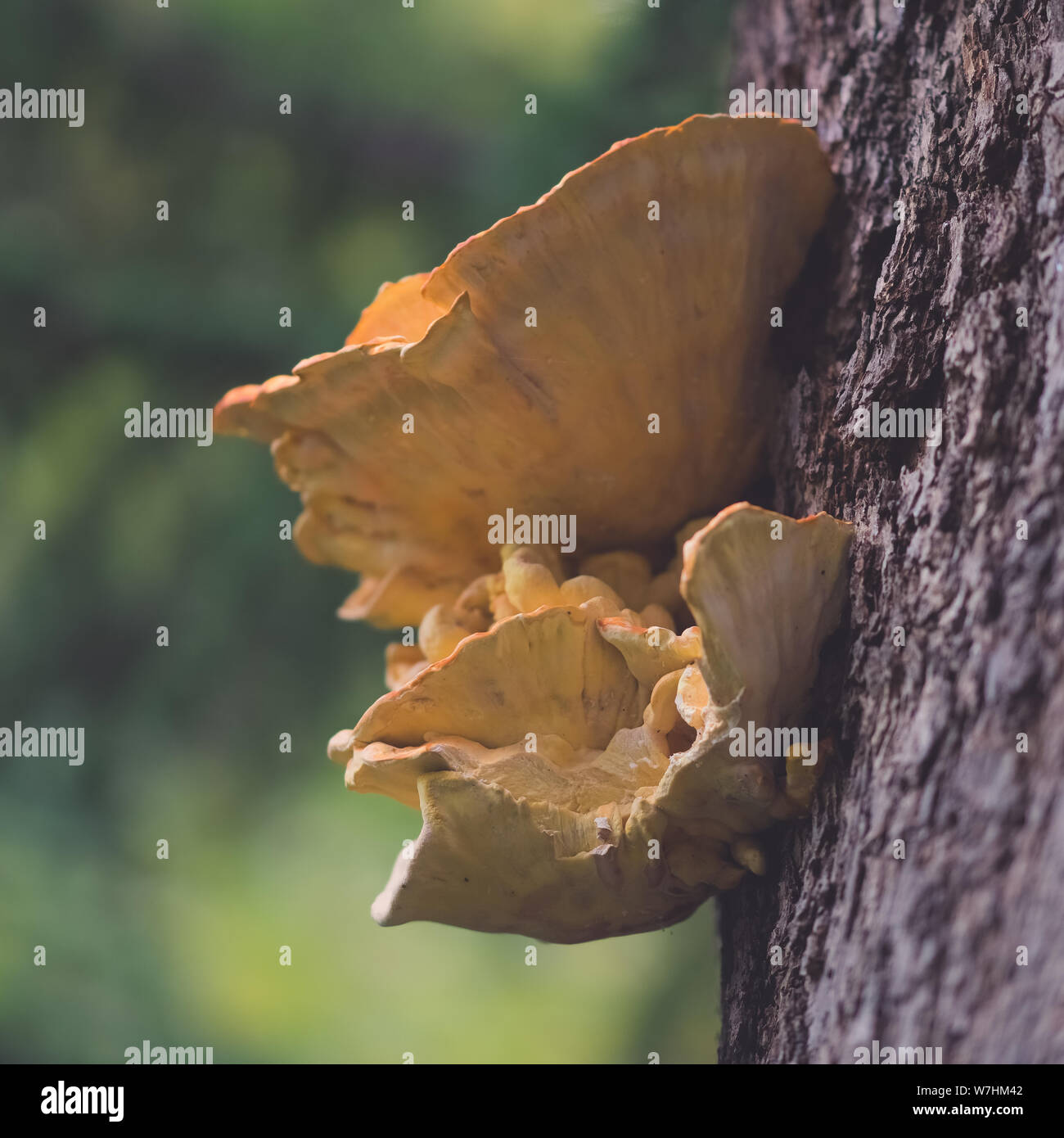Gros champignons marron sur arbre Banque de photographies et d’images à ...