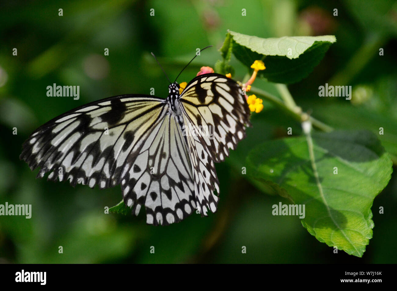 Sanctuaire des nymphes Banque de photographies et d’images à haute ...