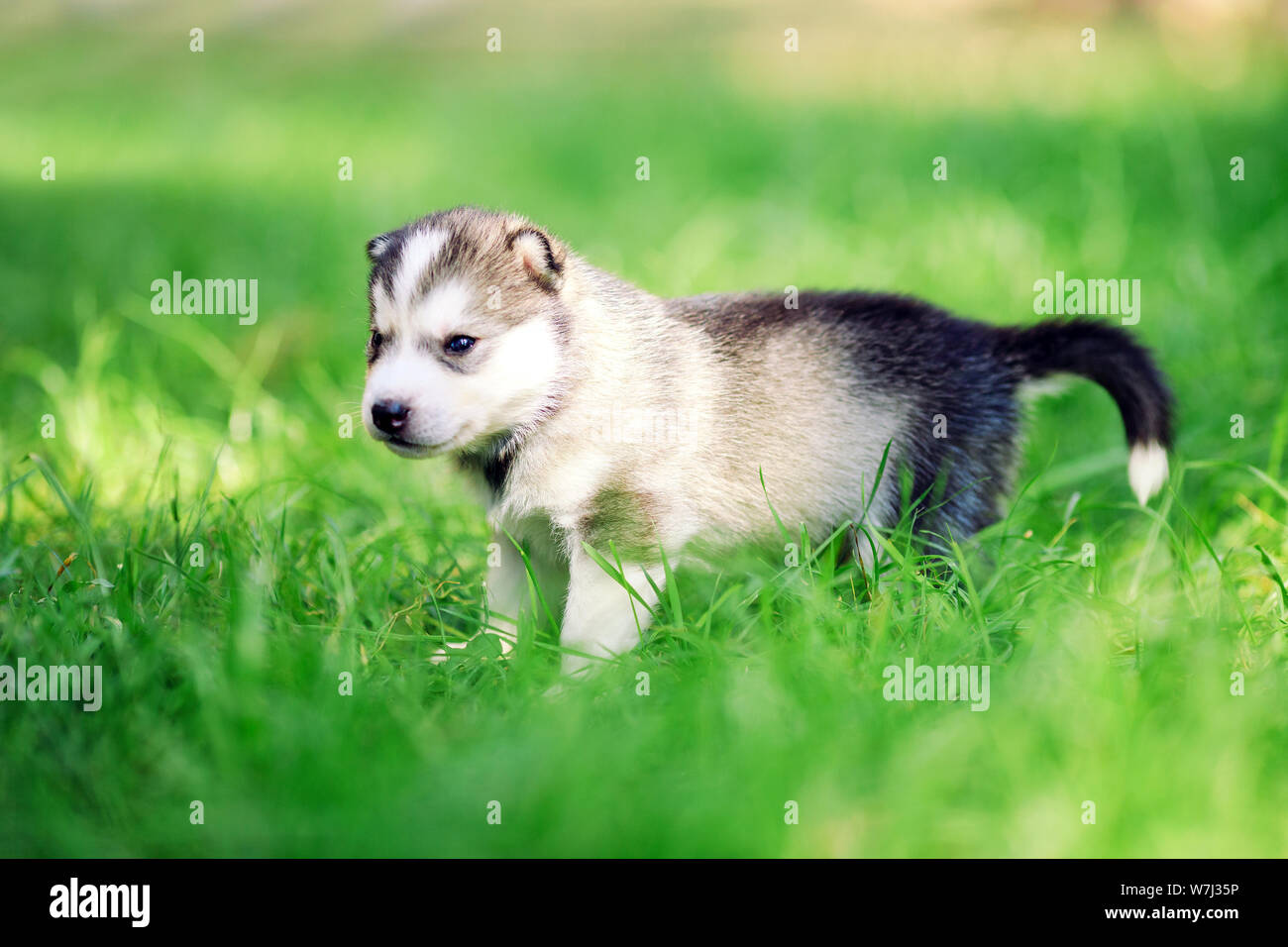 Chiot Husky Banque d'image et photos - Alamy