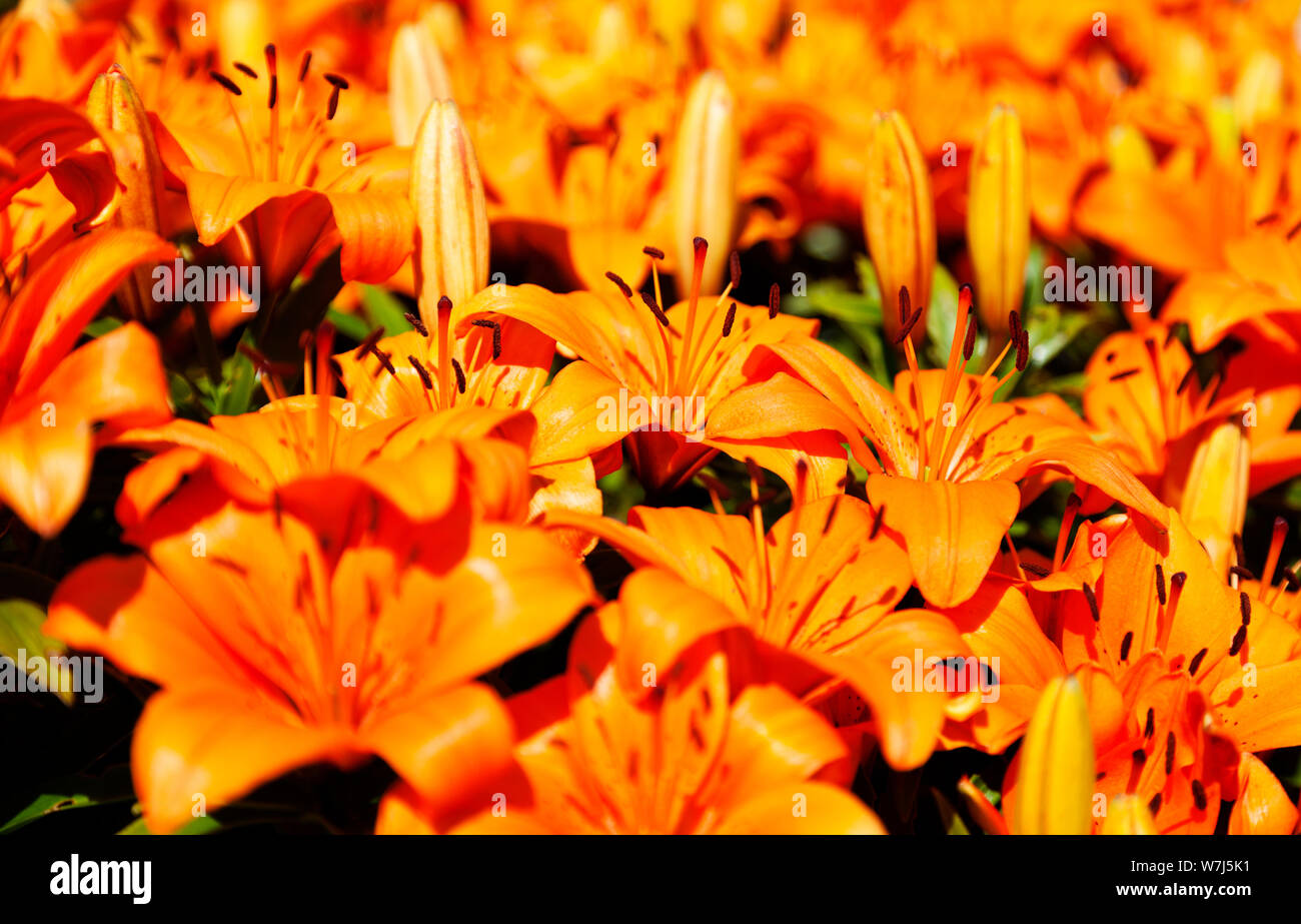 Plantes Et Fleurs Orange Dans La Nature Banque d'image et photos - Alamy
