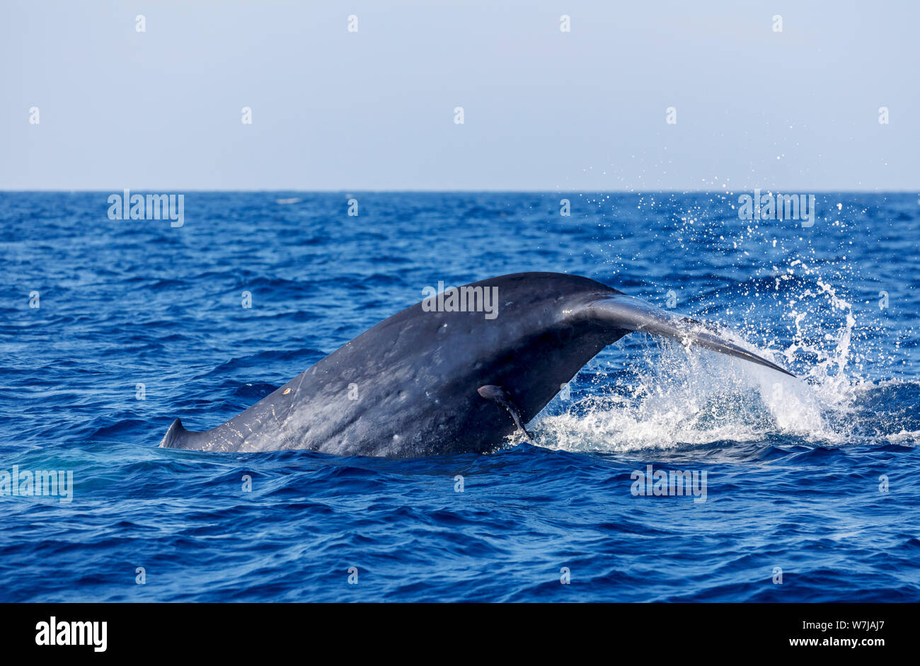 Sucker fish Banque de photographies et d’images à haute résolution - Alamy