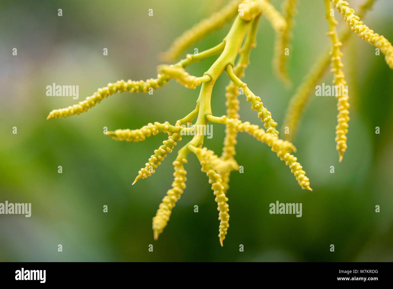 Les inflorescences de la plante Dypsis lutescens close-up à la lumière ...
