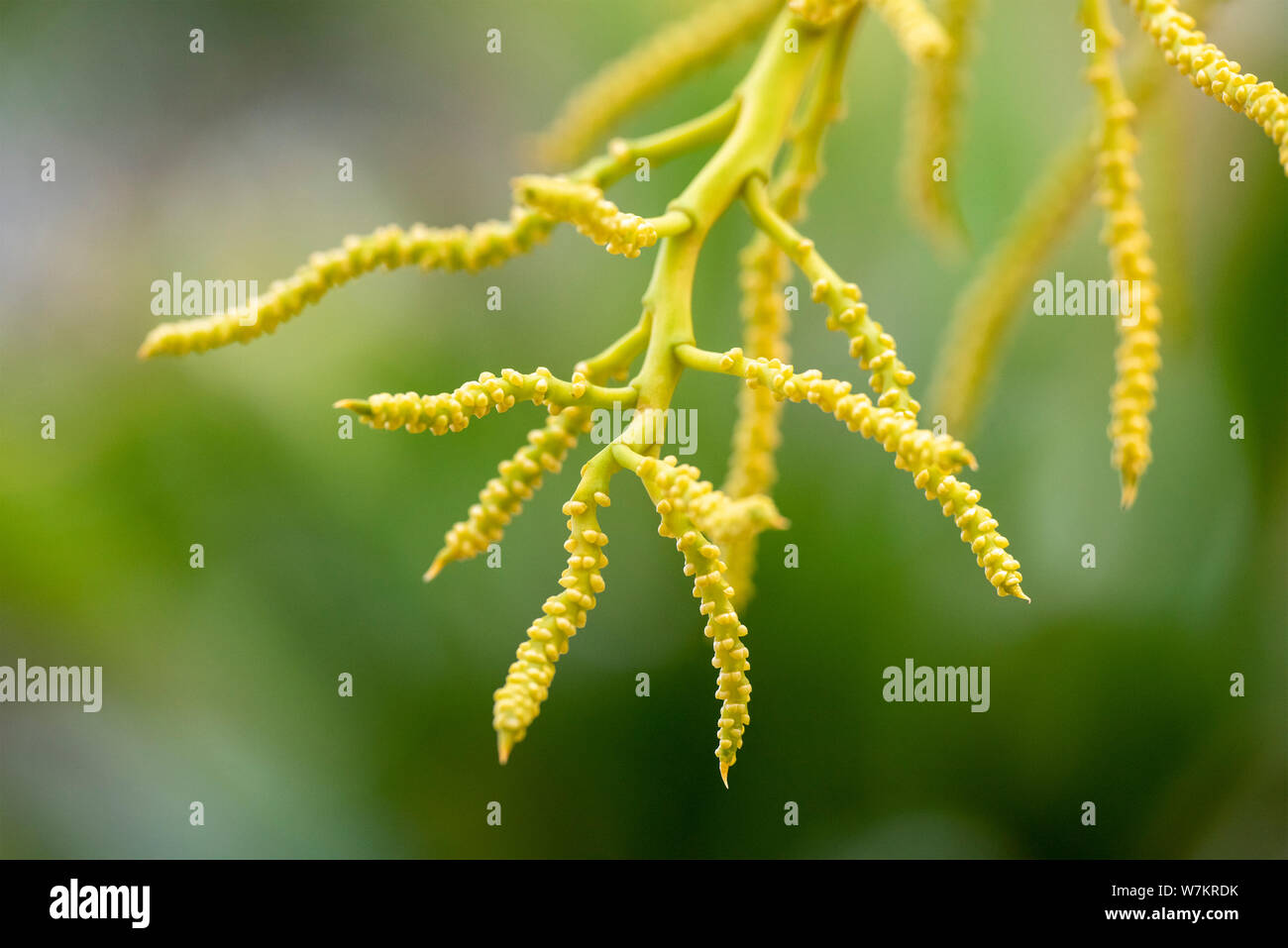 Les inflorescences de la plante Dypsis lutescens close-up à la lumière ...