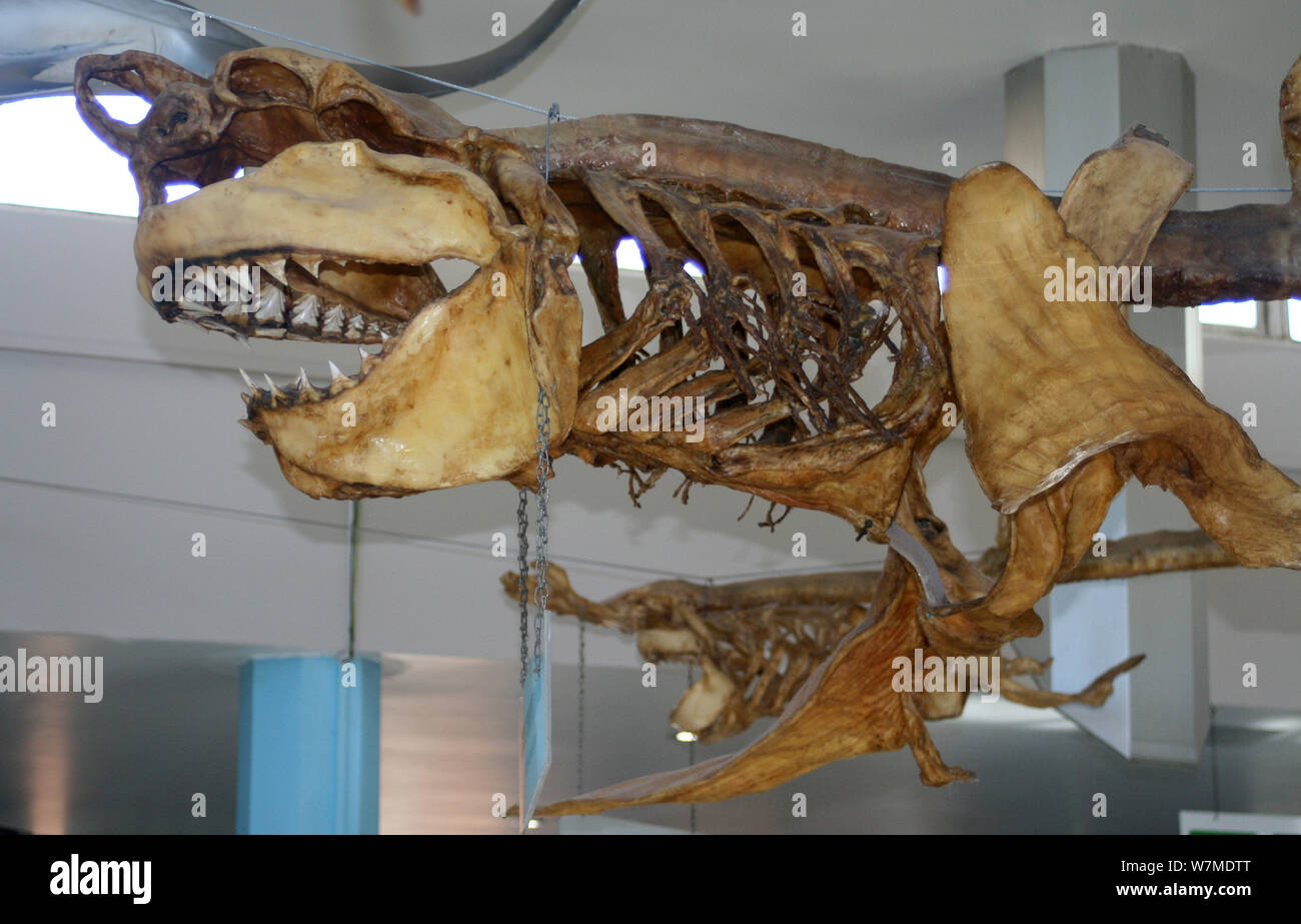 Squelette De Requin