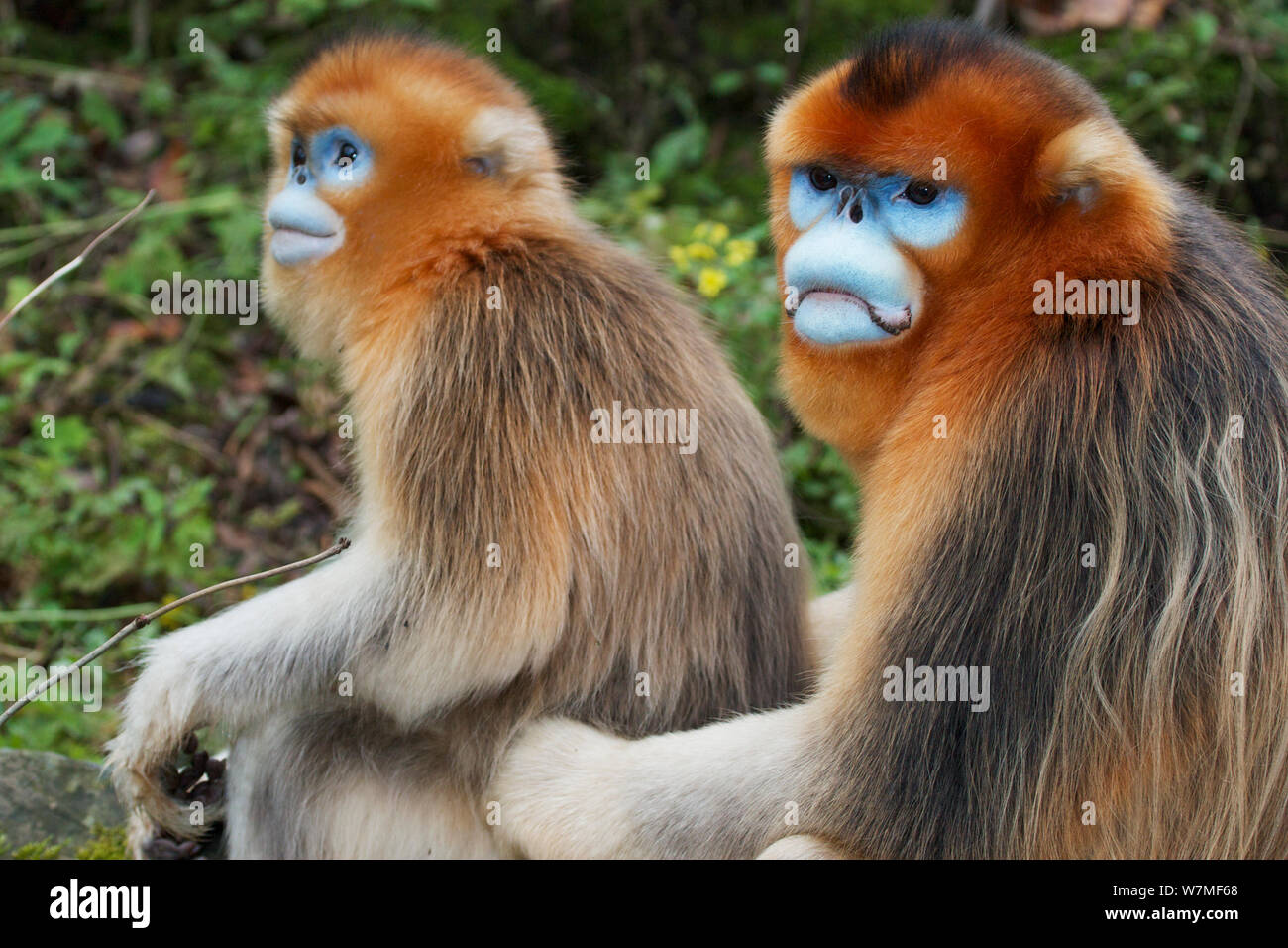 L'accouplement des singes Banque de photographies et d’images à haute ...