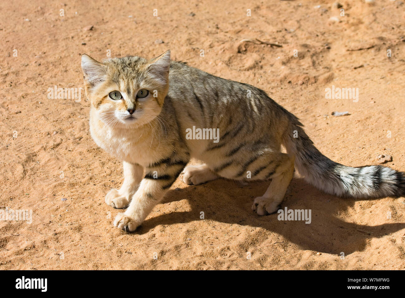 Chat des sables Banque de photographies et d’images à haute résolution ...