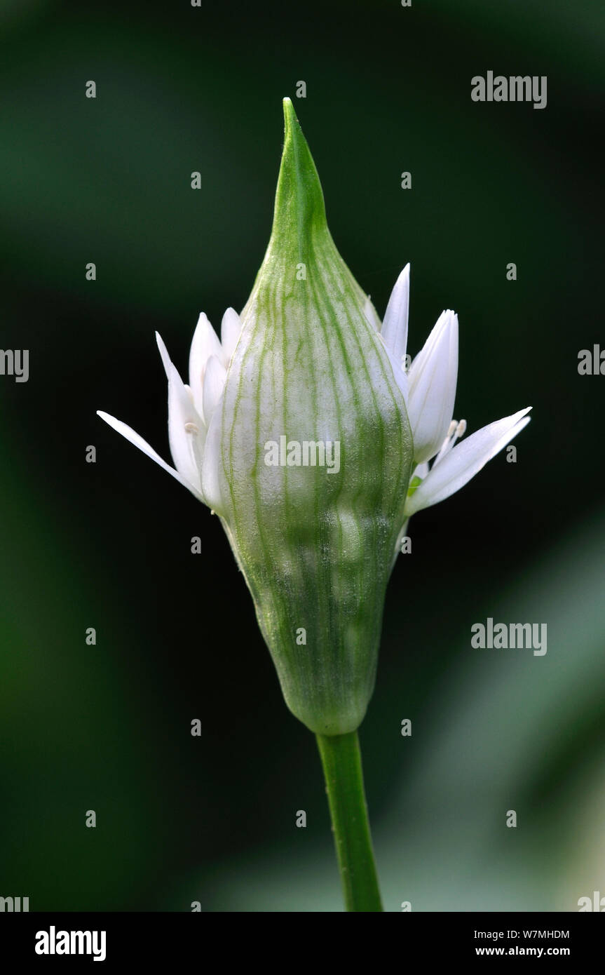 Boutons de fleurs d'ail sauvage Banque de photographies et d’images à ...