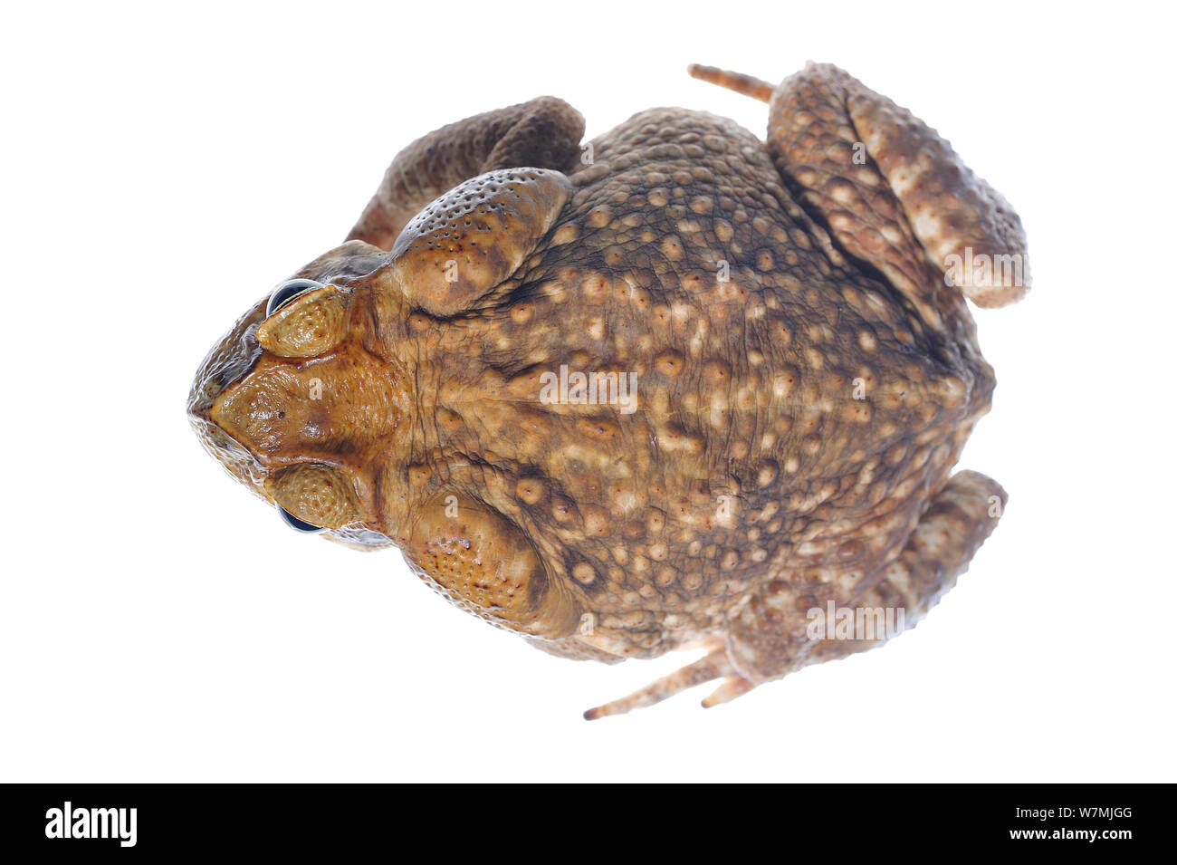 Crapauds marins Banque d'images détourées - Alamy