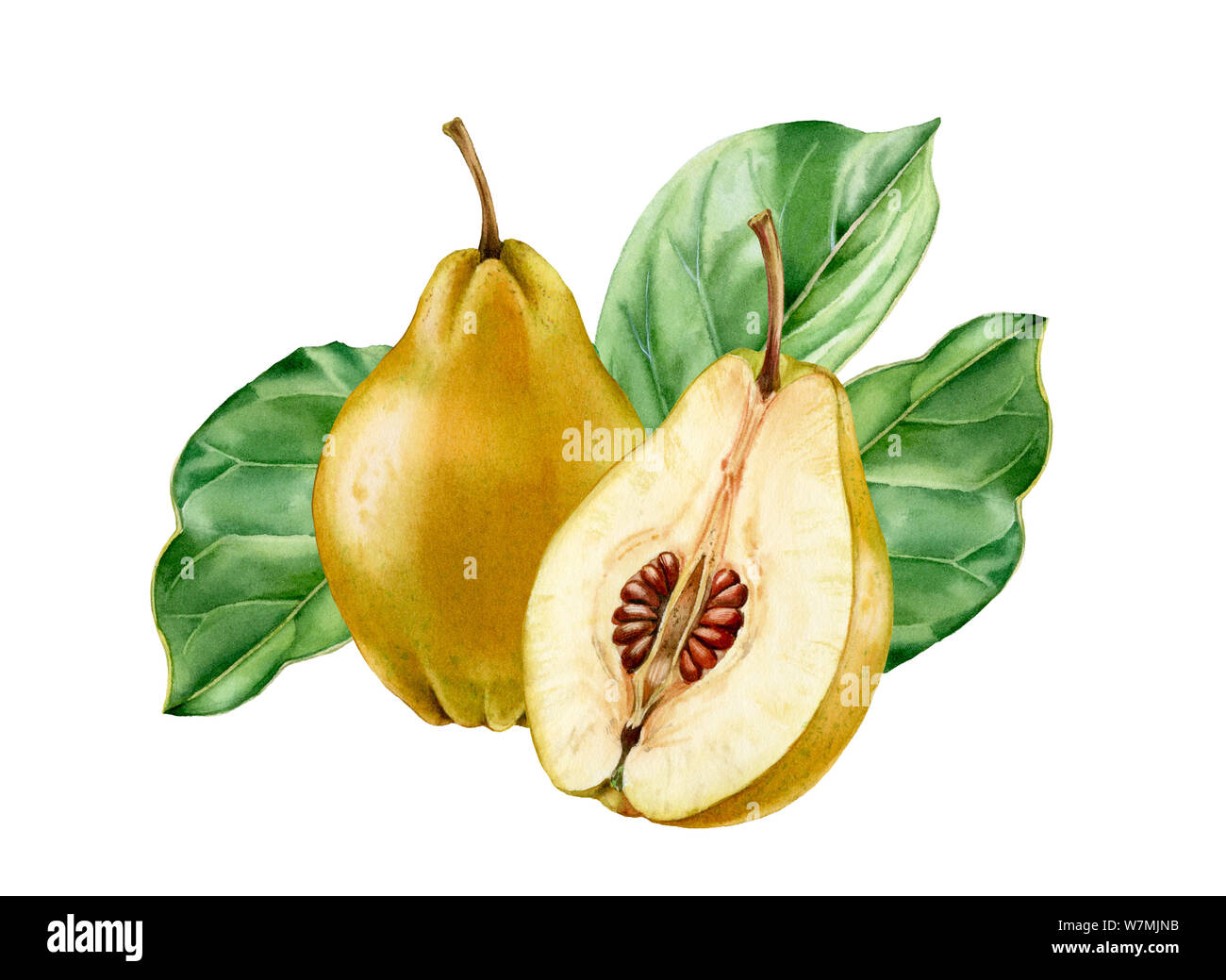 Coing aquarelle Banque de photographies et d’images à haute résolution ...