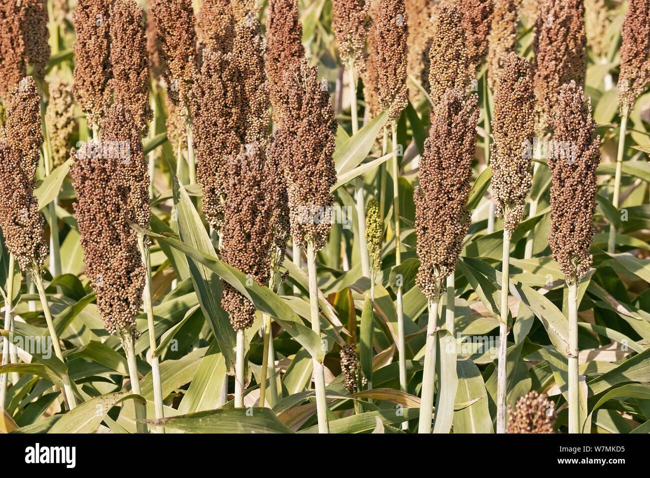 Sorghum vulgare Banque de photographies et d’images à haute résolution ...