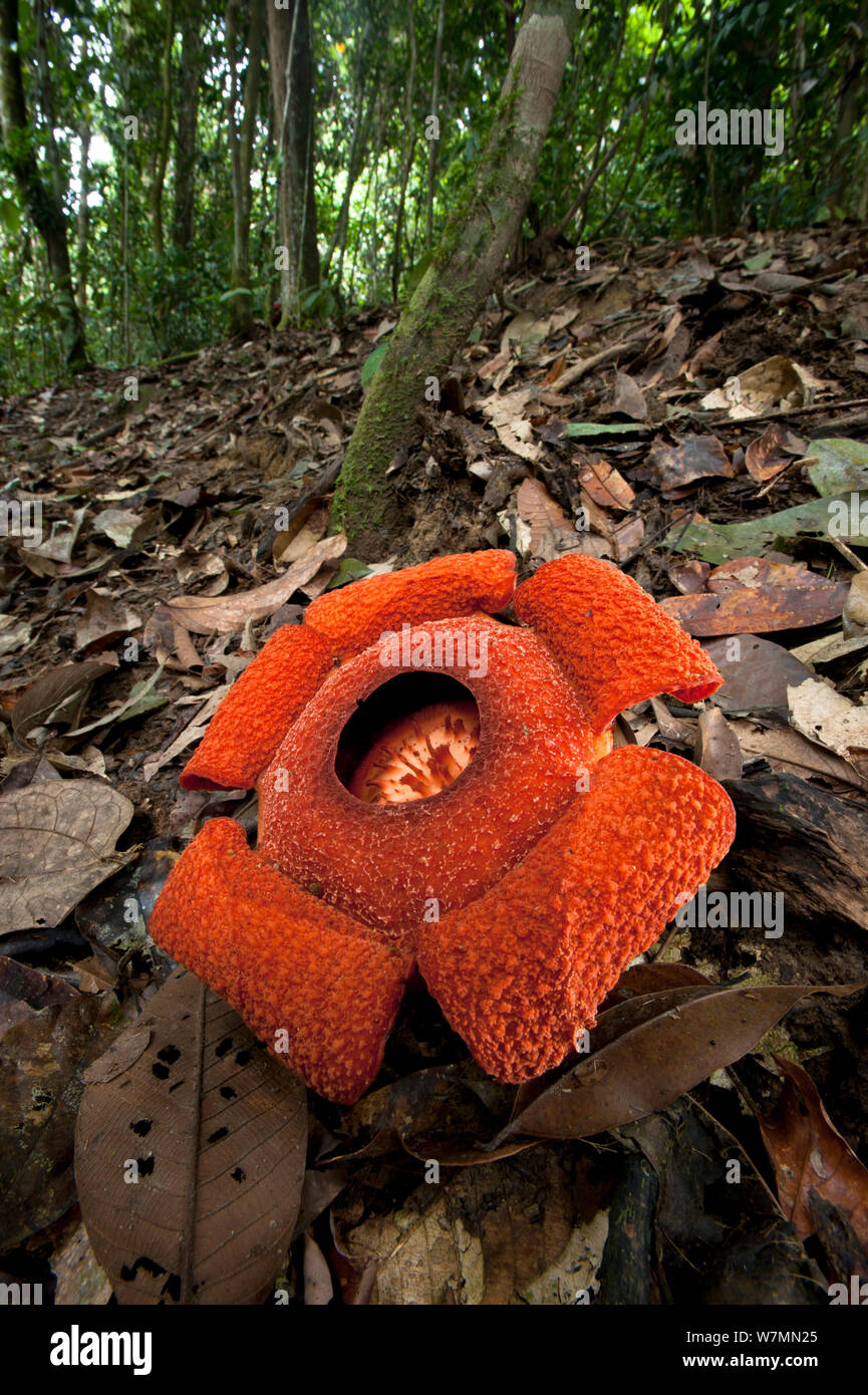 Rafflesia tengku adlinii Banque de photographies et d’images à haute ...