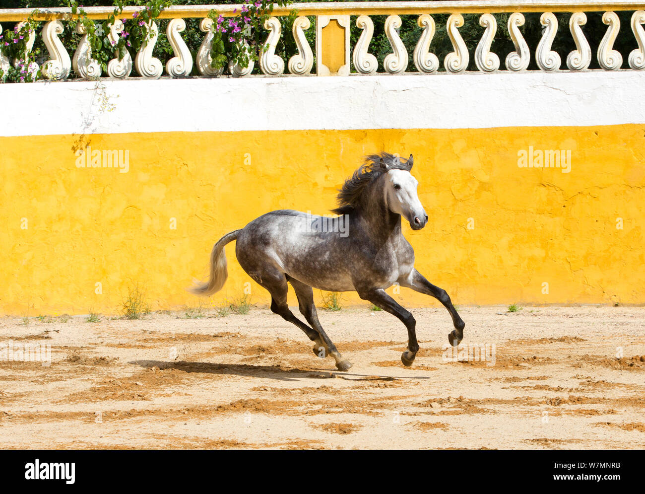 Cheval lusitanien Banque de photographies et d’images à haute résolution - Alamy