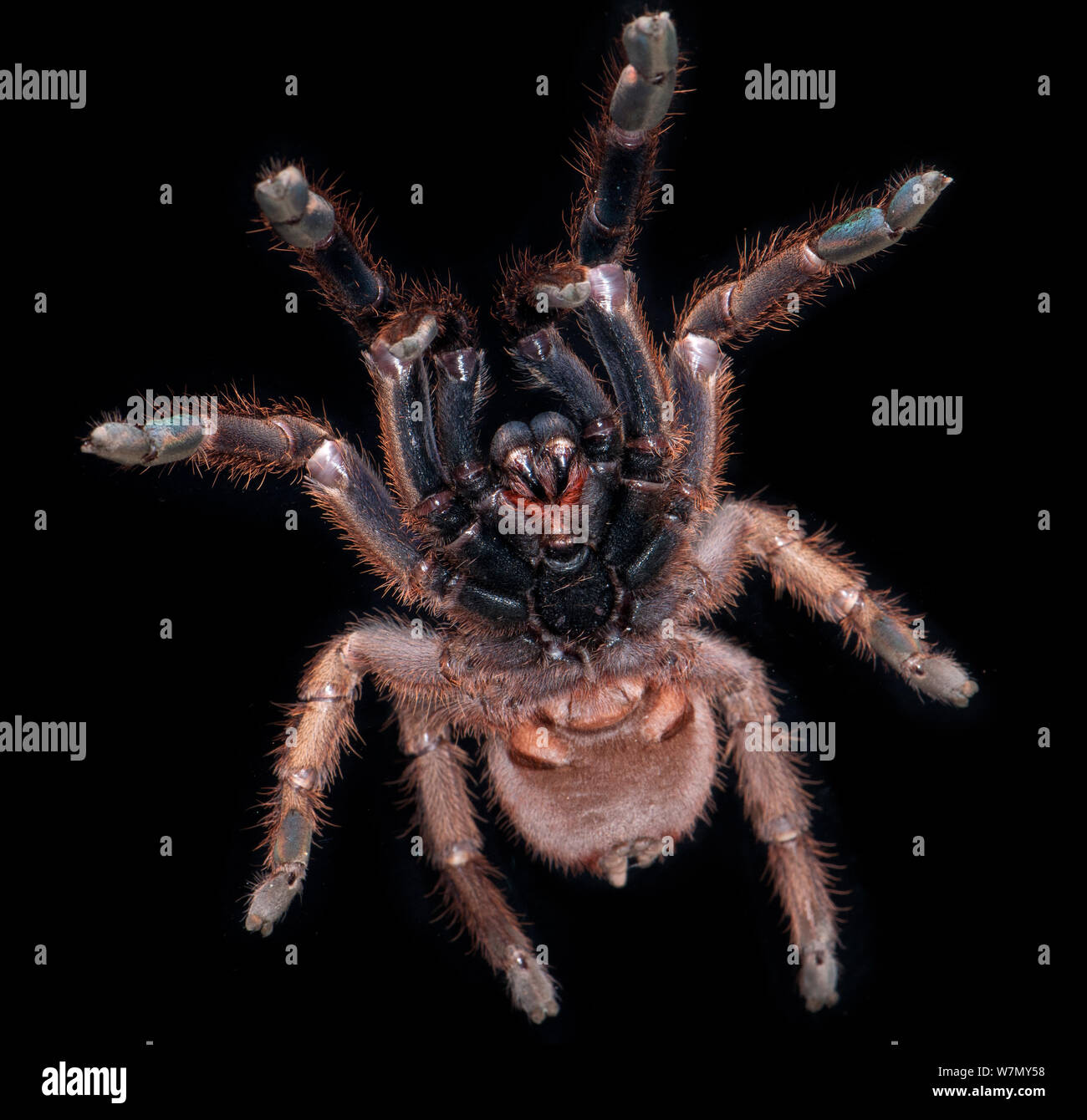 Vue ventrale de la tarentule Banque de photographies et d’images à ...