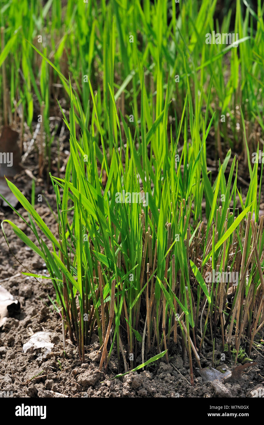 Le panic raide / Tall panic / Blackbent (Panicum virgatum), originaire ...
