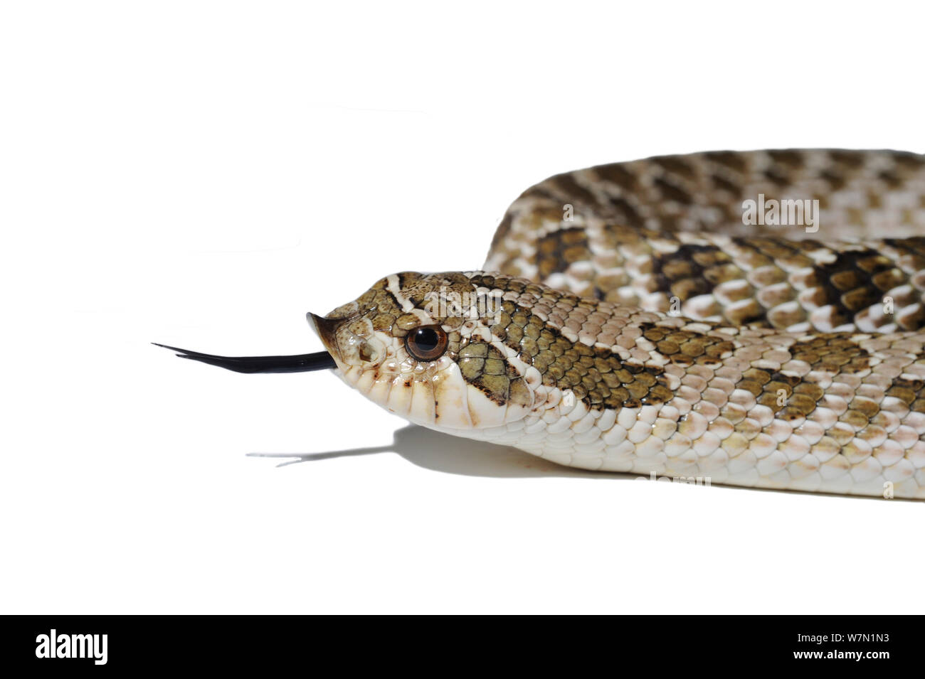 Heterodon nasicus nasicus Banque de photographies et d’images à haute ...