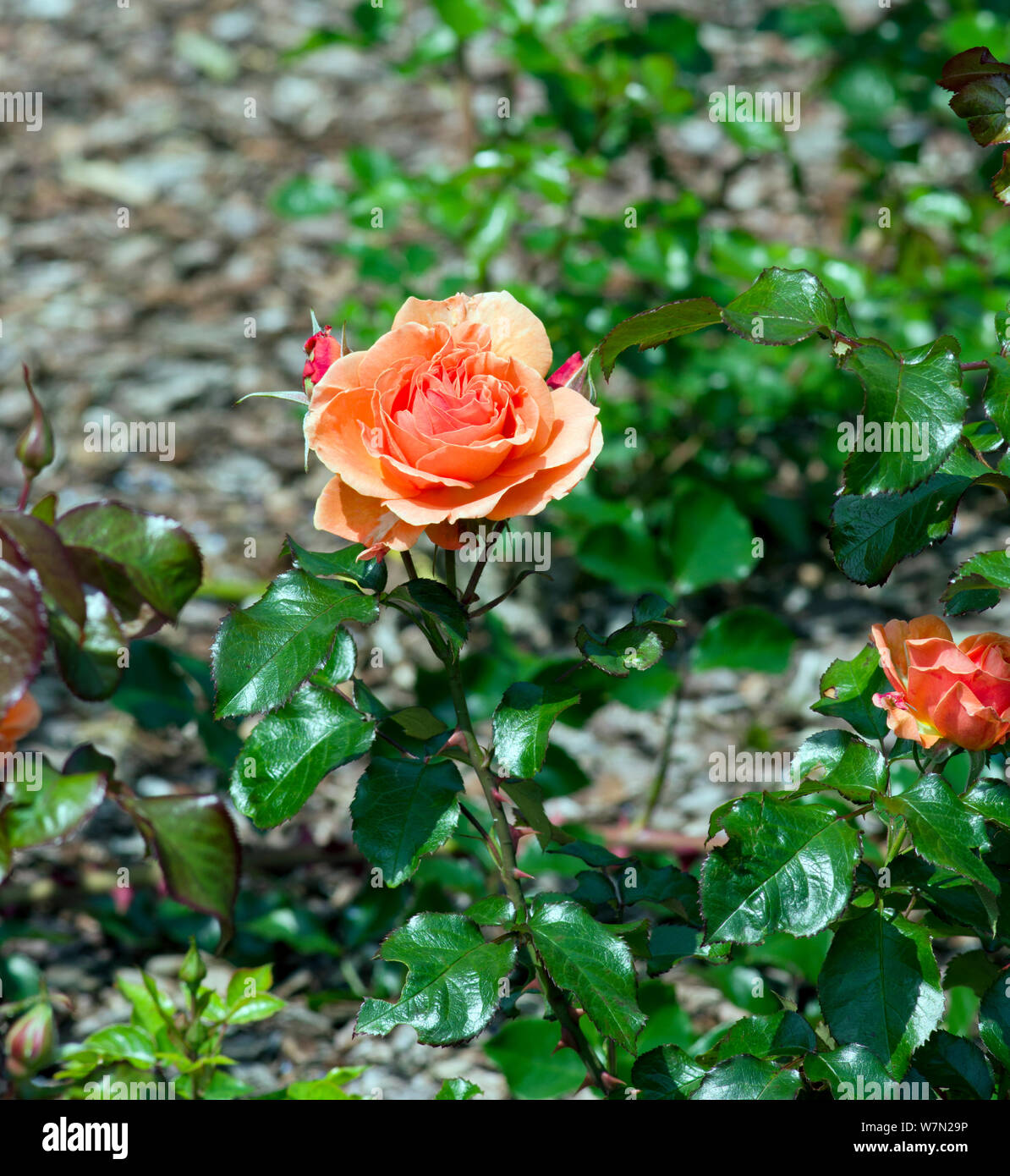 Rosa tatton Banque de photographies et d’images à haute résolution - Alamy