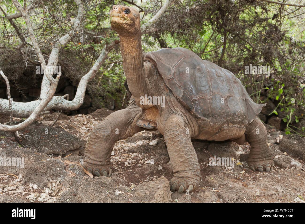 Pinta island tortoise Banque de photographies et d’images à haute ...