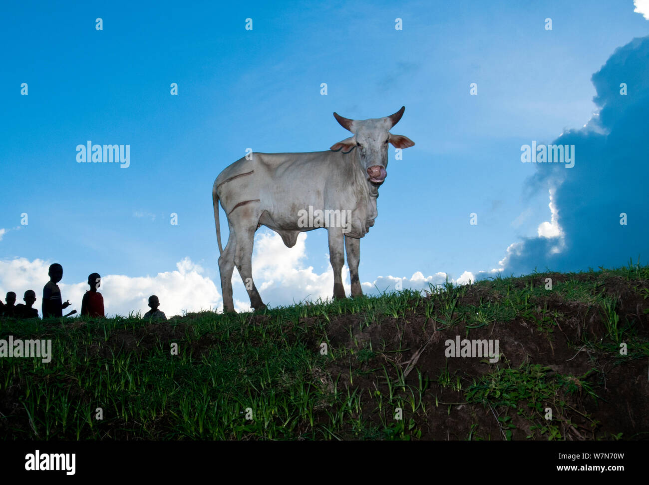 Vache broute afrique Banque de photographies et d’images à haute ...