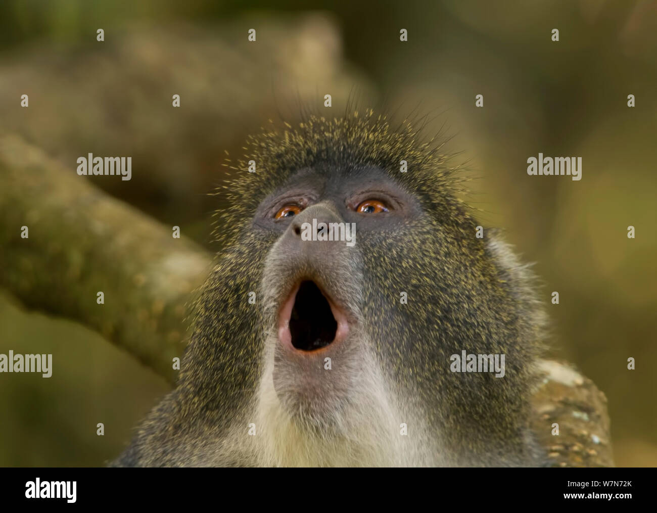 Singes bleus Banque de photographies et d’images à haute résolution ...